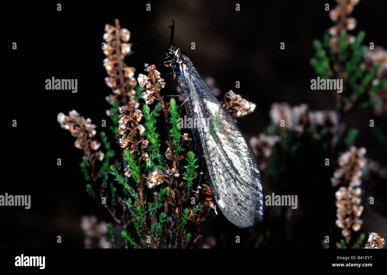 Myrmeleon formicarius antlions hi-res stock photography and images - Alamy