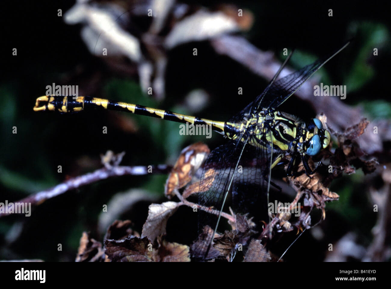 zoology / animals, insect, dragonflies, Blue-eyed Hook-tail ...