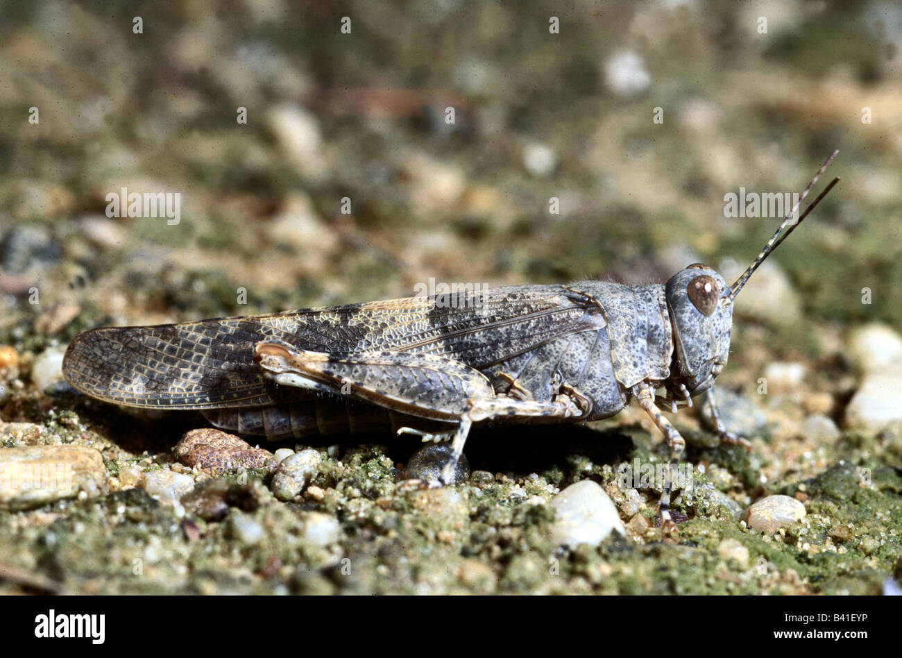 zoology / animals, insects, locusts, Blue-winged Locust, (Sphingonotus ...