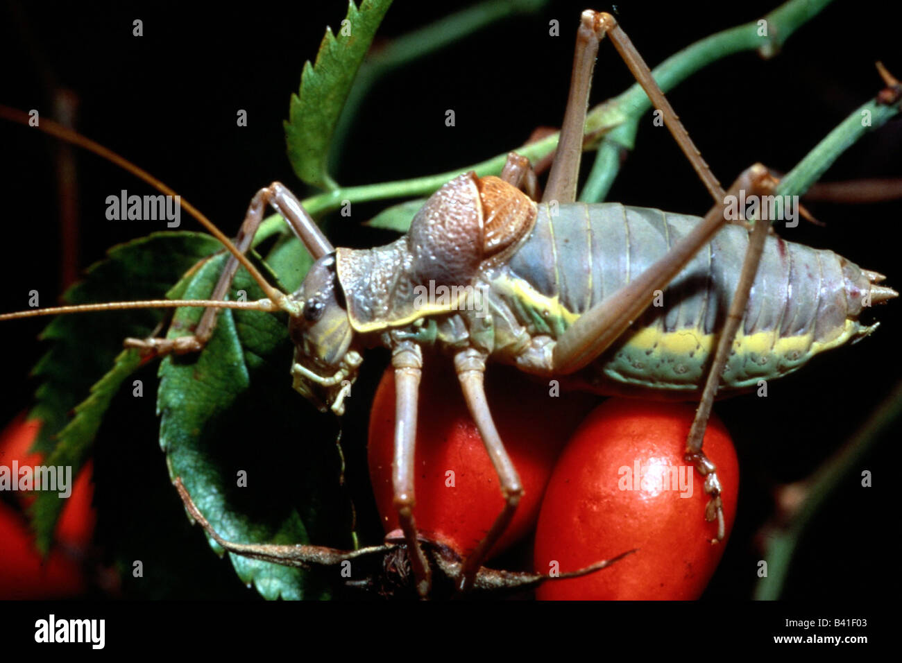 Europe insects hi-res stock photography and images - Alamy