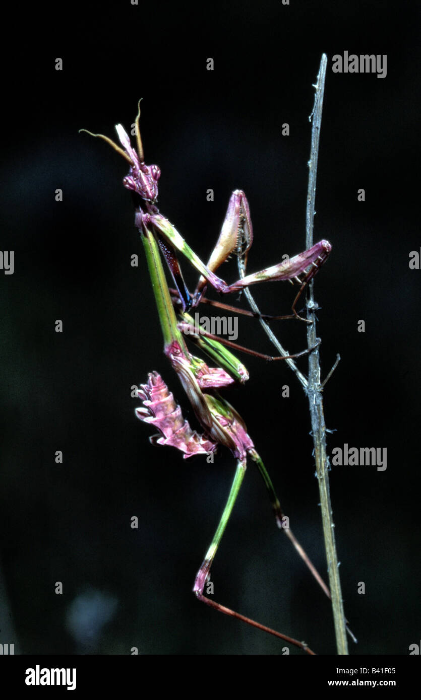 zoology / animals, insects, Nymph, pink, empusa pennata, animal, insect ...