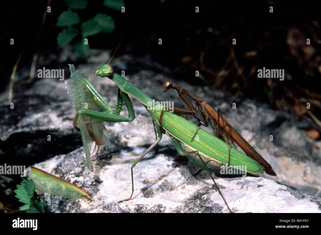 zoology / animals, insect, Mantidae, European mantis (Mantis religiosa ...