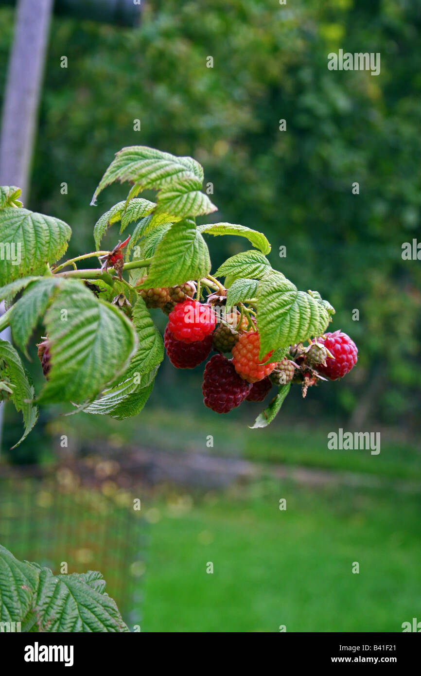 Raspberry canes hi-res stock photography and images - Alamy