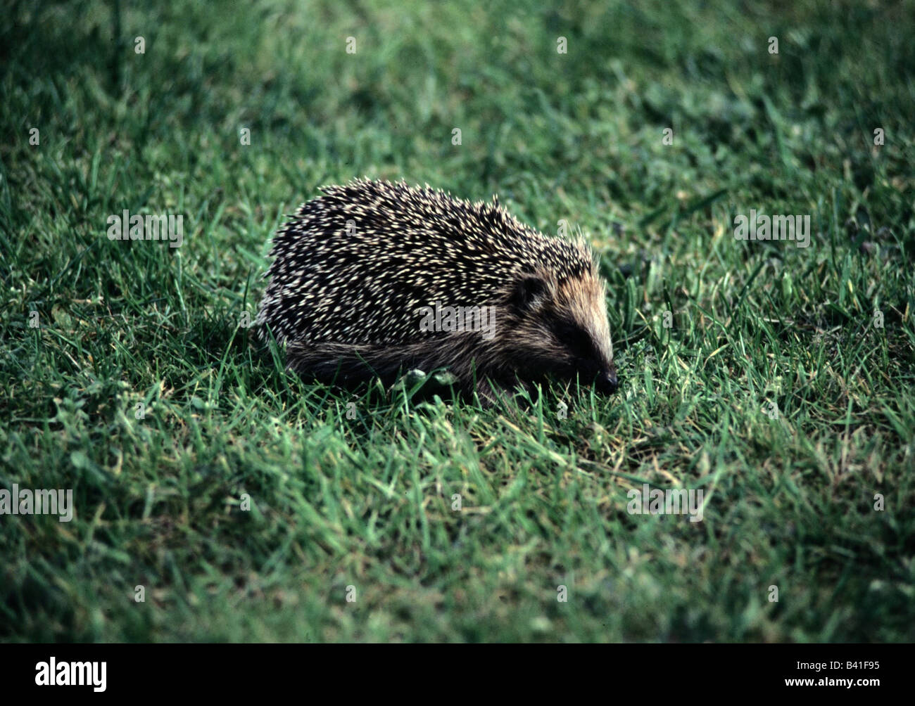 zoology / animals, mammal / mammalian, hedgehog, (Erinaceus europaeus ...