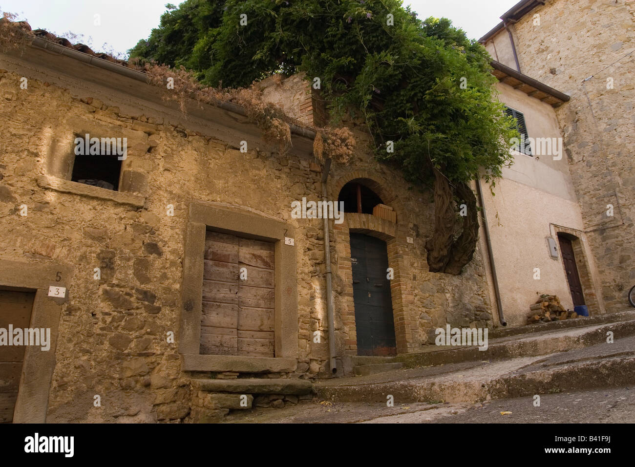 12 century house with tree growing through wall in Accumoli Italy Stock ...