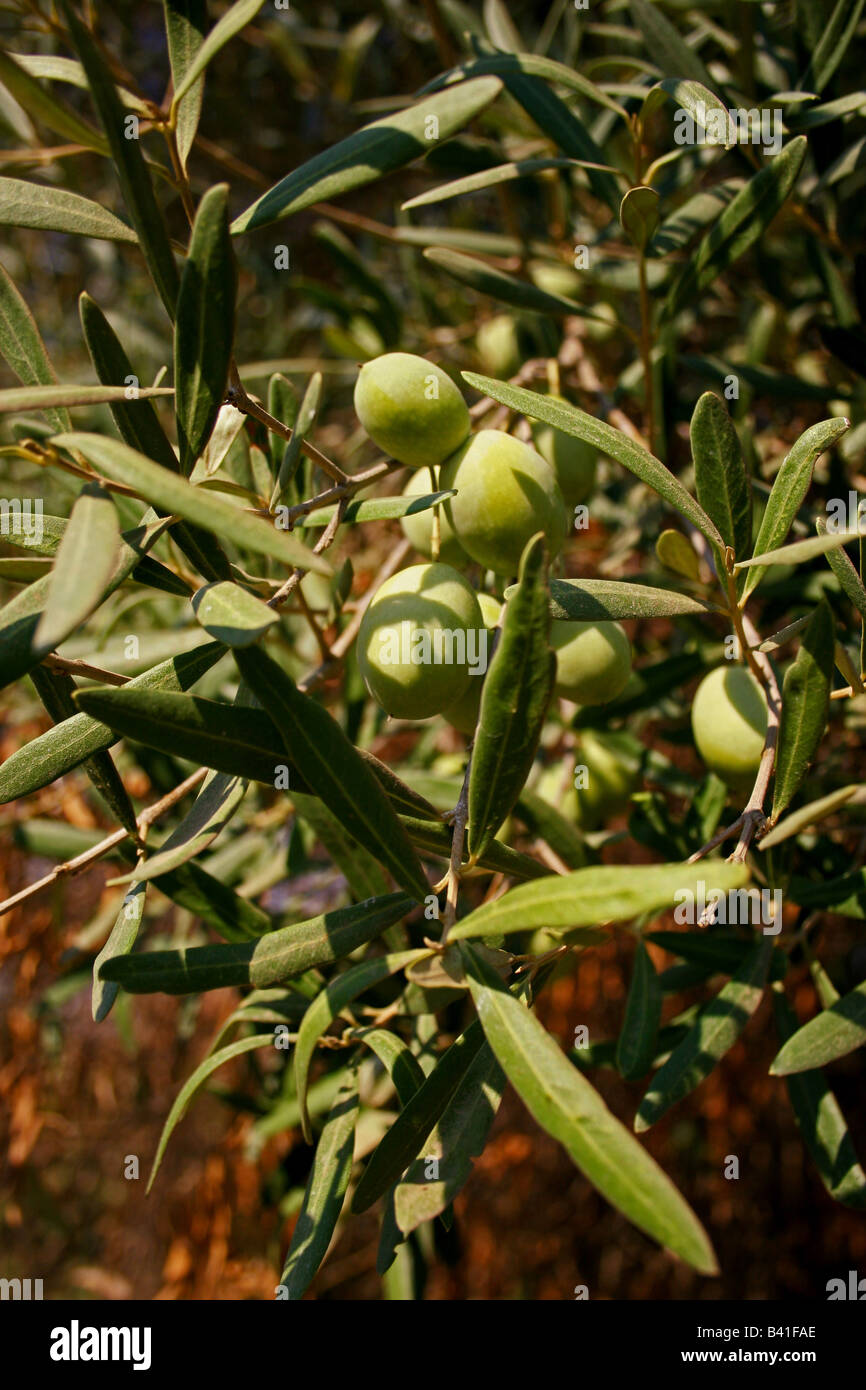 Fruit of the olive tree hi-res stock photography and images - Alamy