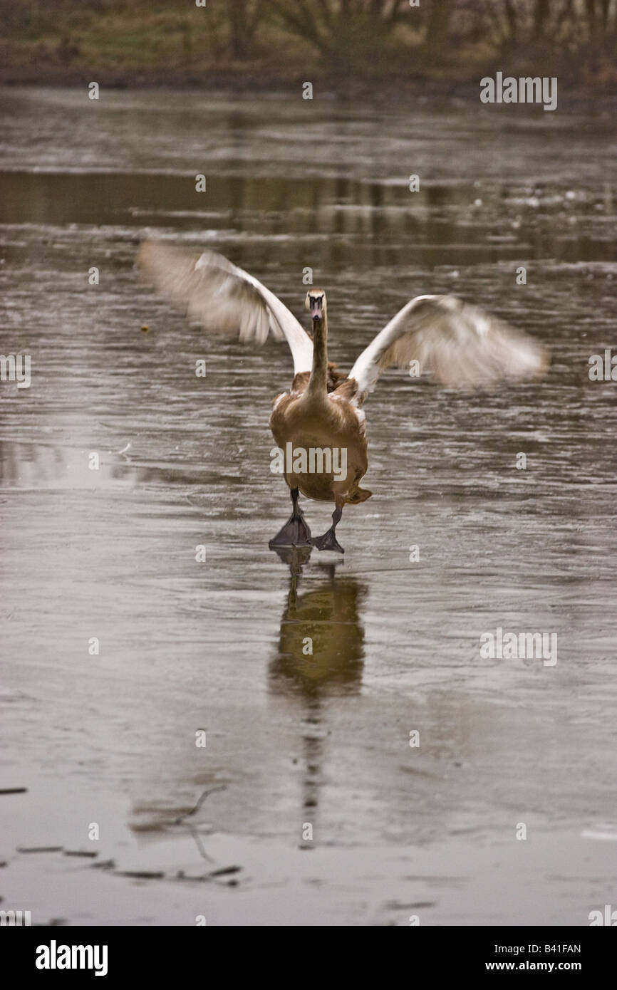 Swan skating on thin ice in Winter Stock Photo - Alamy