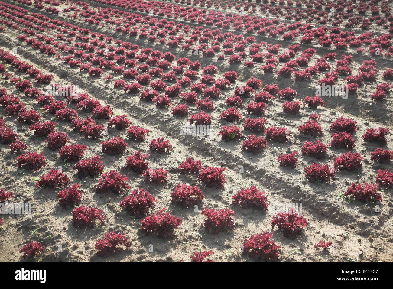 Rows of red lettuce plants growing in a field Stock Photo - Alamy