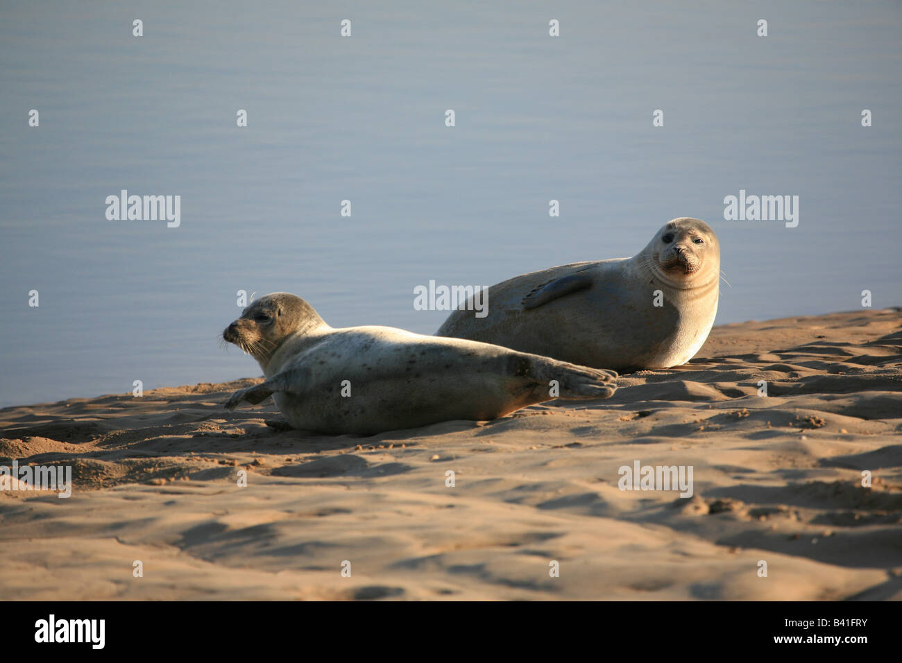 Two common seals landed on sandy beach Stock Photo - Alamy