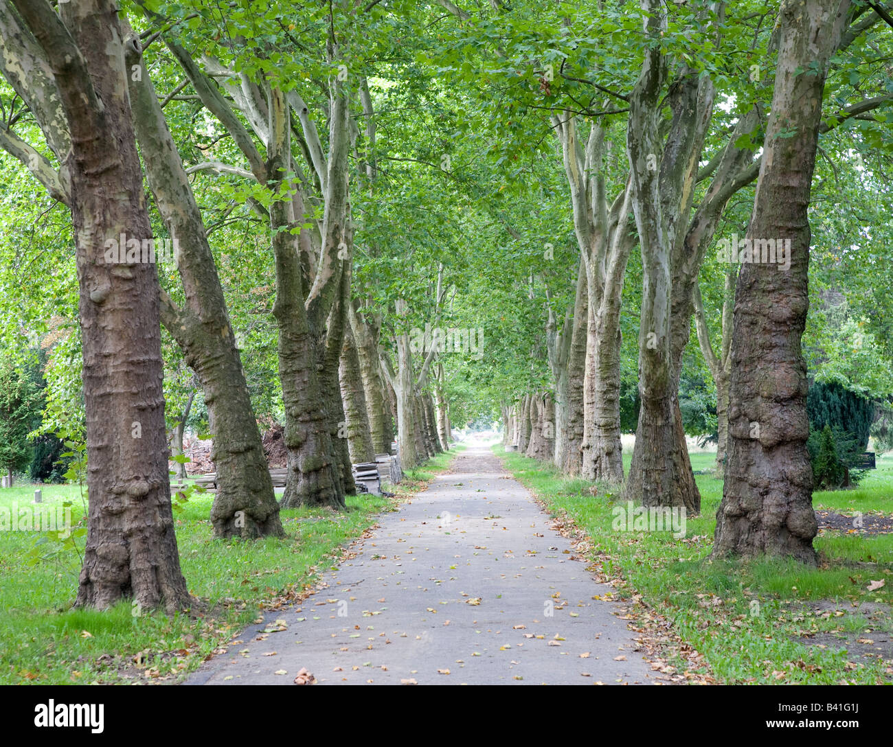 A pathway running underneath a tree canopy Stock Photo - Alamy