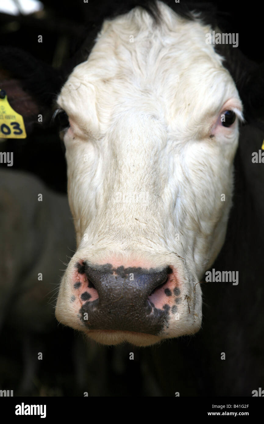 Cows face hi-res stock photography and images - Alamy