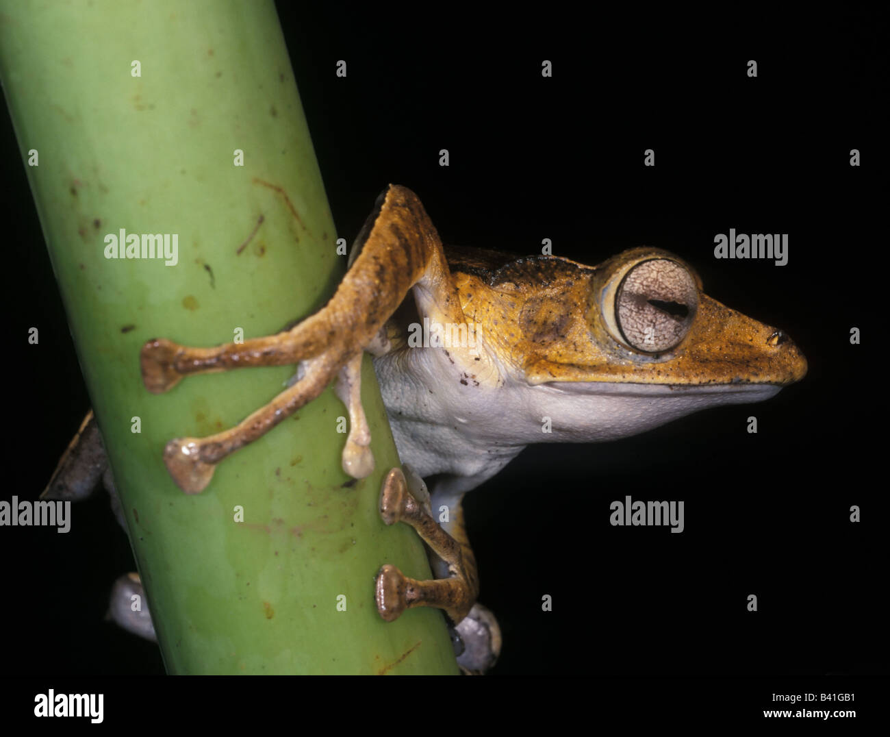 Night safari borneo hi-res stock photography and images - Alamy