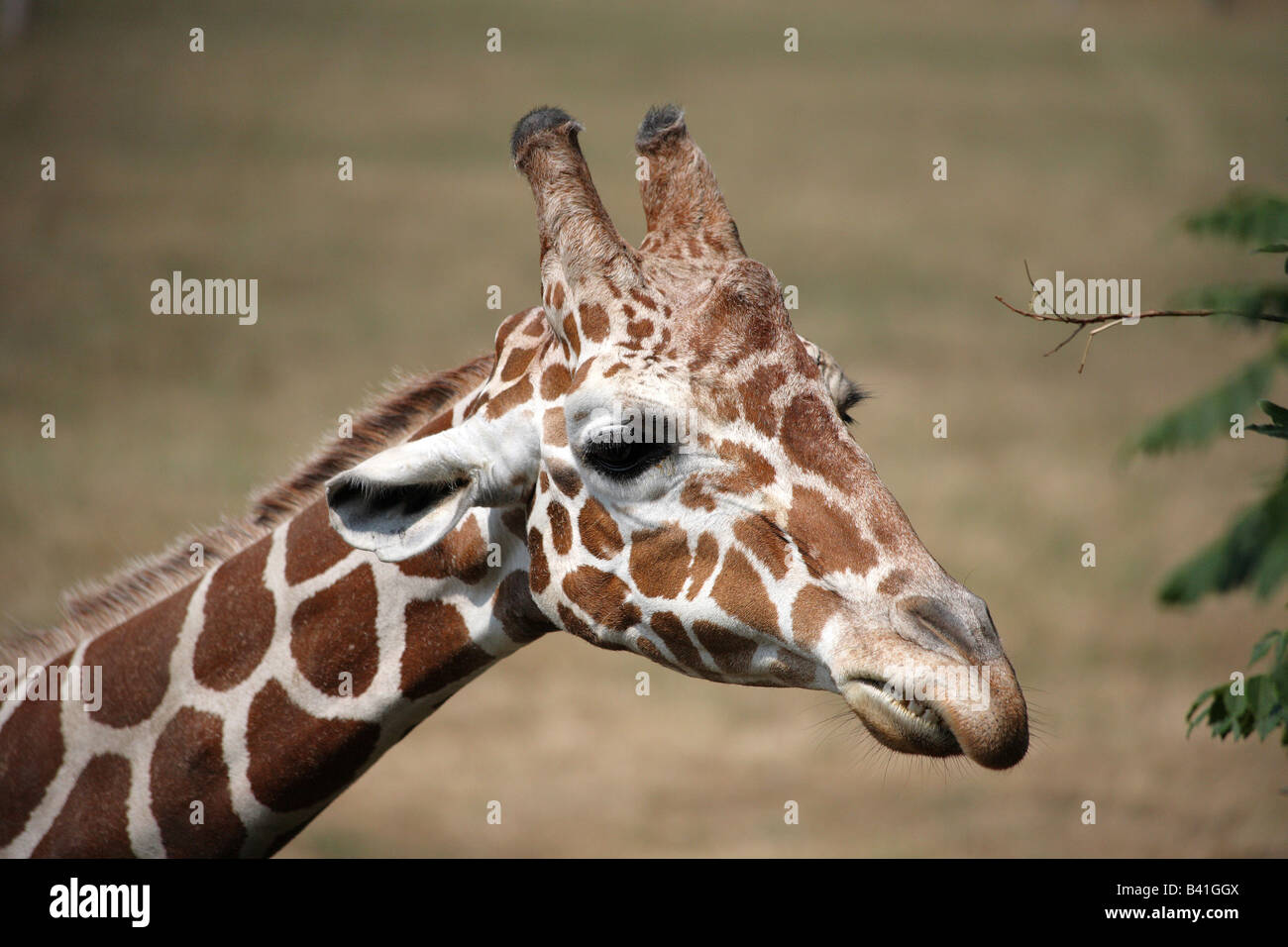 Giraffe feeding hi-res stock photography and images - Alamy