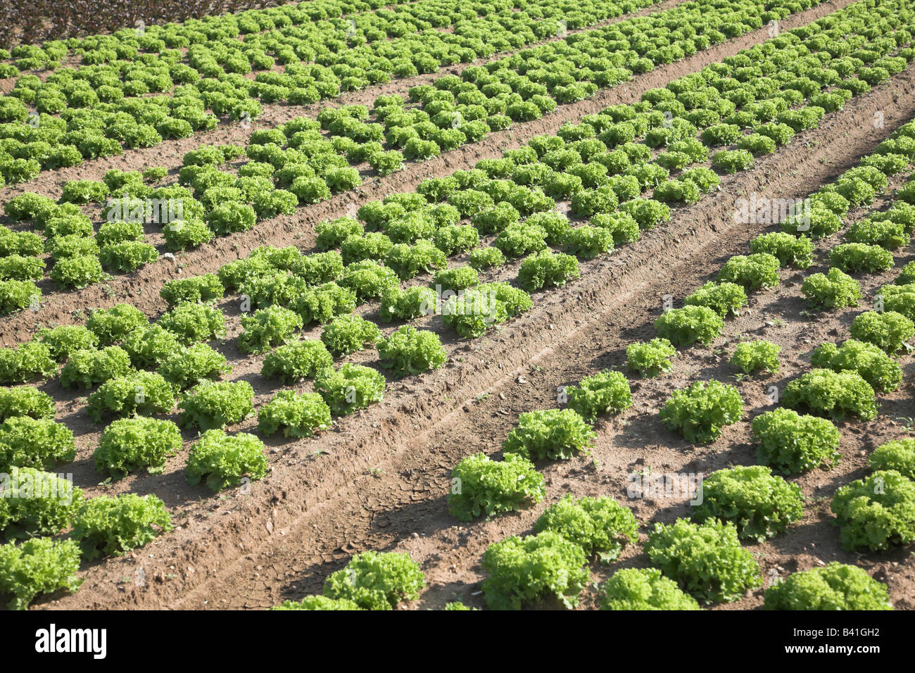 Rows of green lettuce plants growing in a field Stock Photo - Alamy