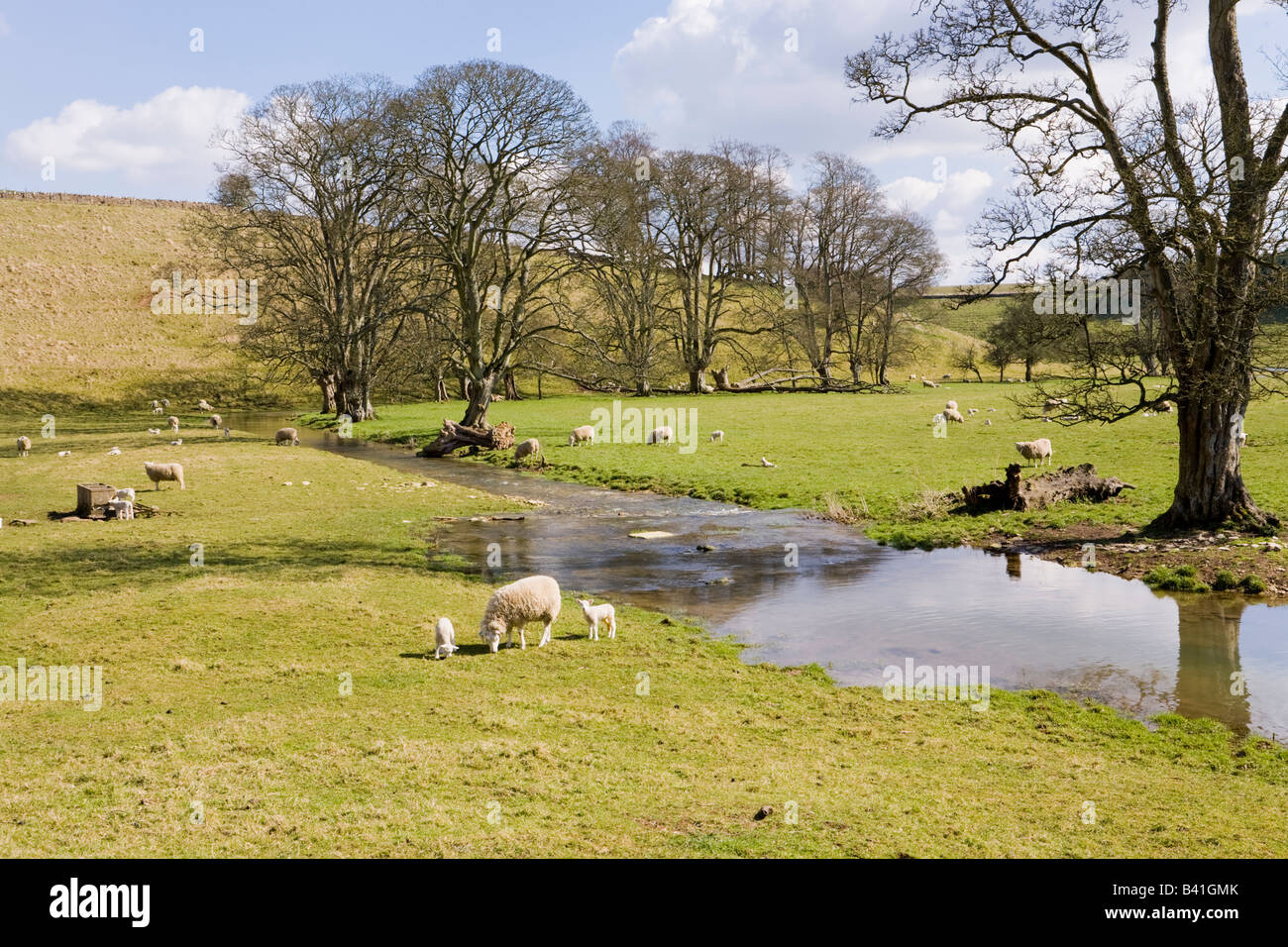 Sheep and spring lambs grazing on the Cotswolds beside the infant River ...
