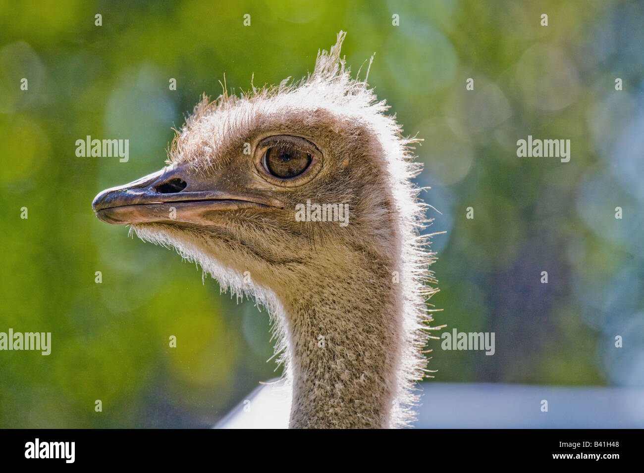 An ostrich head, backlit by the sun Stock Photo - Alamy