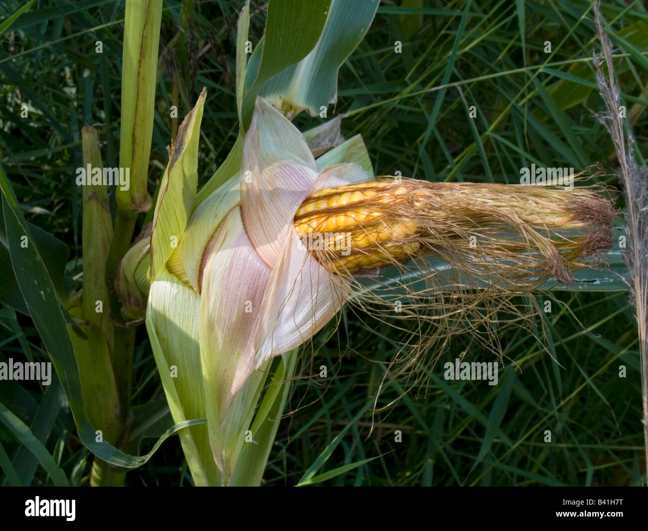 Maize corn agriculture field cob hi-res stock photography and images ...