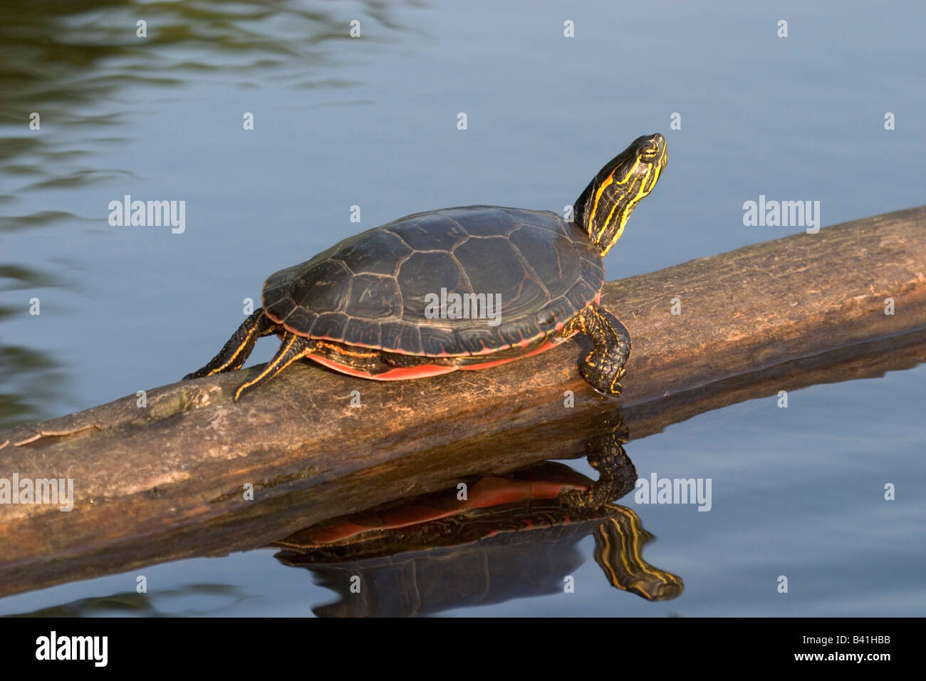 Painted Turtle Chrysemys picta bellii Stock Photo - Alamy