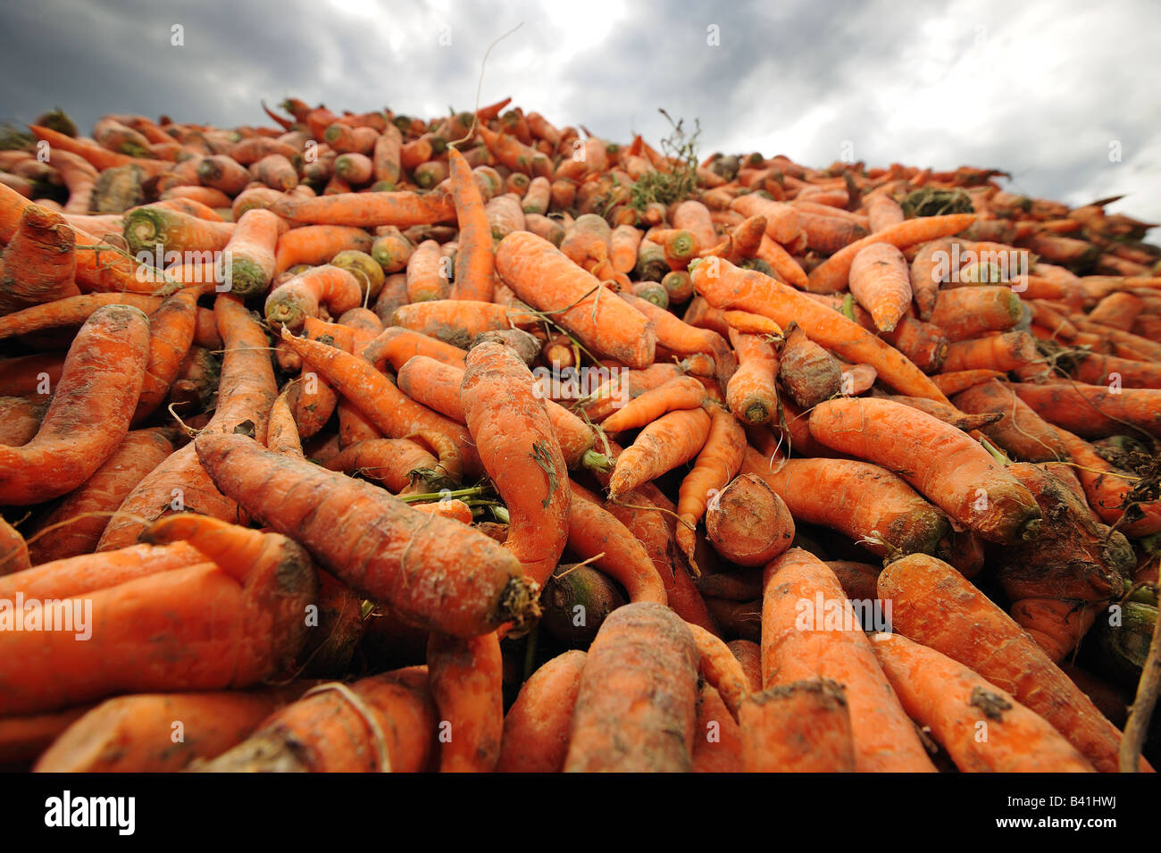 Rotting carrot hi-res stock photography and images - Alamy