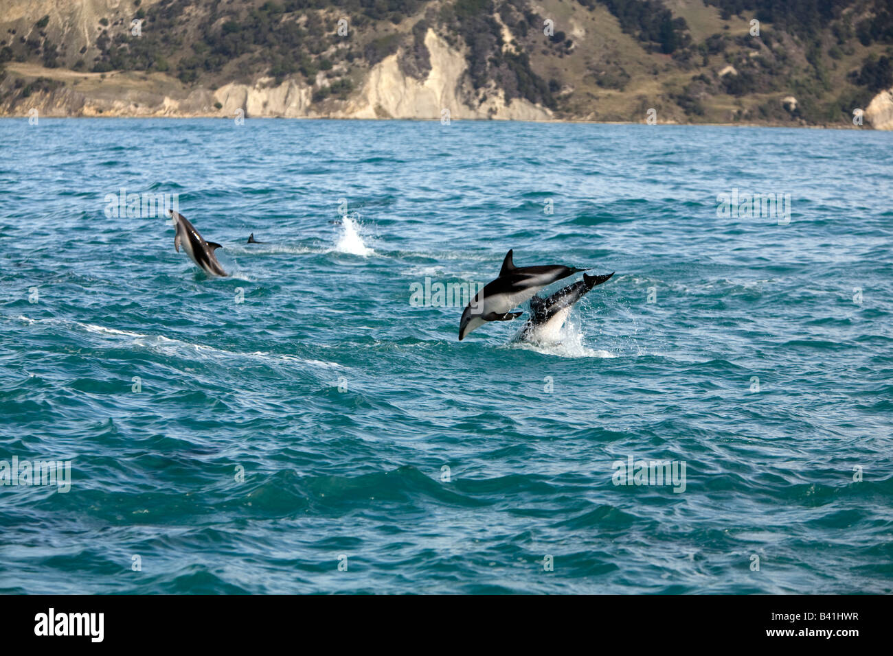 Kaikoura south island new zealand Stock Photo - Alamy