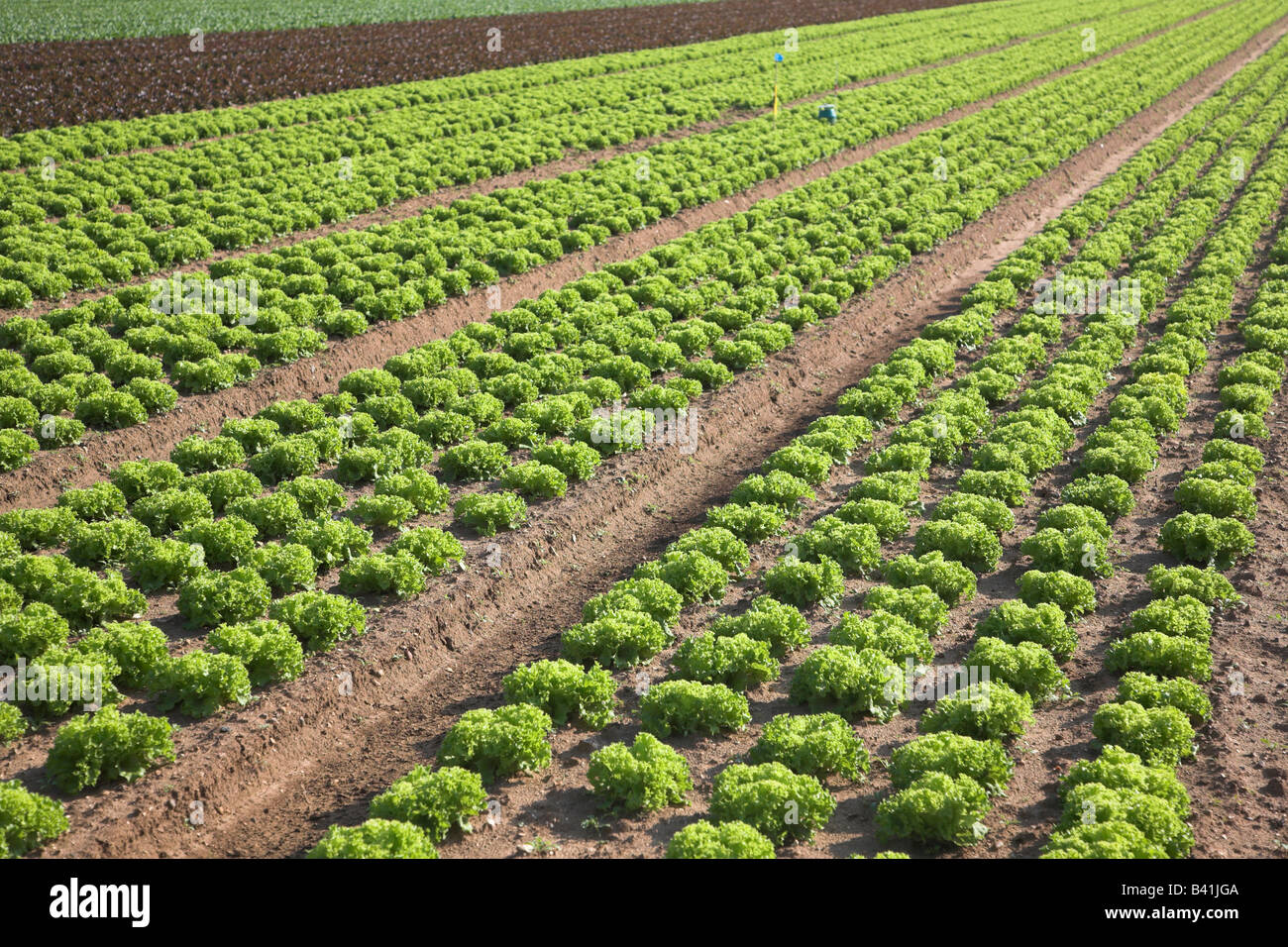 Rows of green lettuce plants growing in a field Stock Photo - Alamy