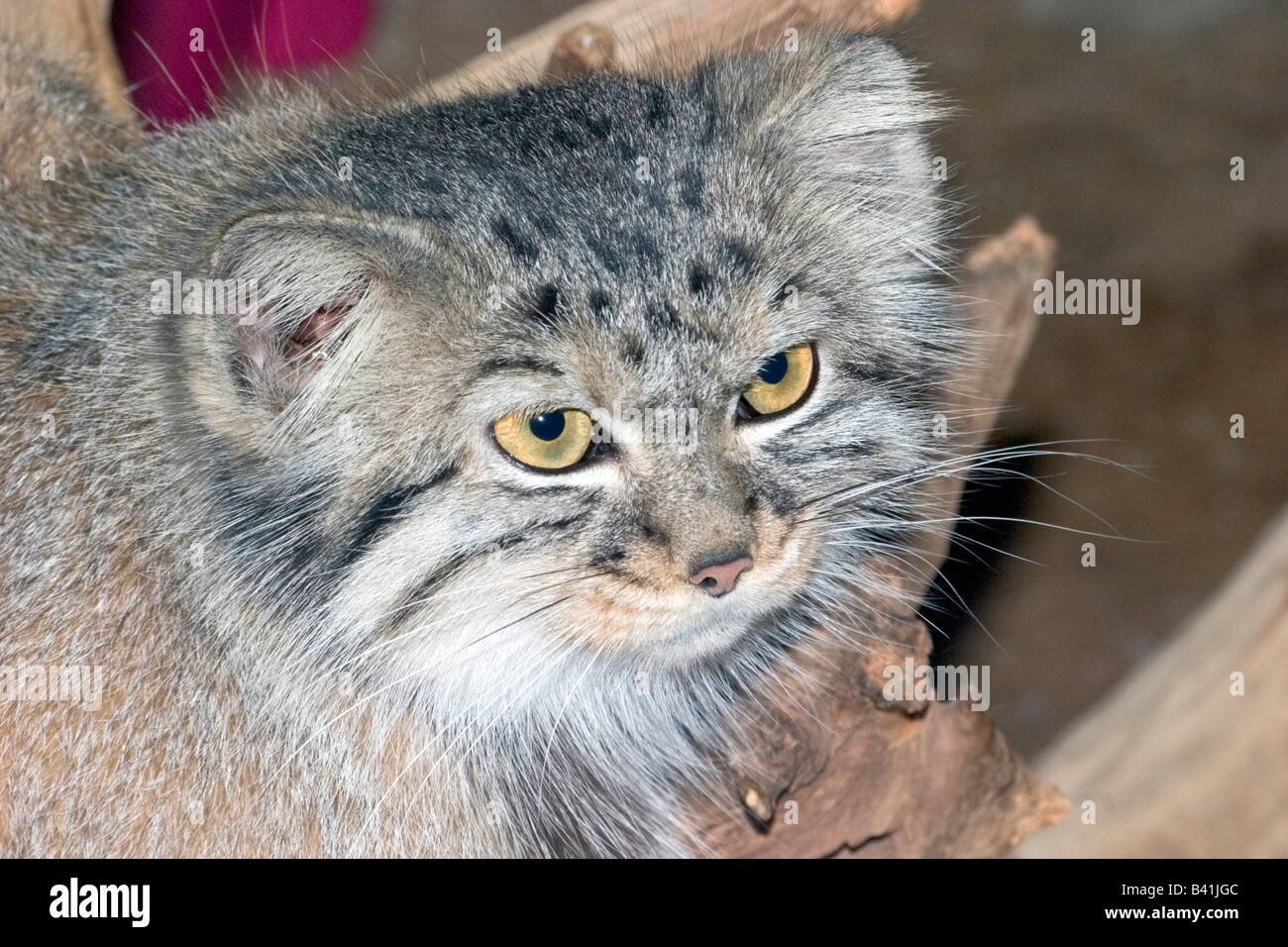 Pallas' Cat Otocolobus manul Stock Photo - Alamy
