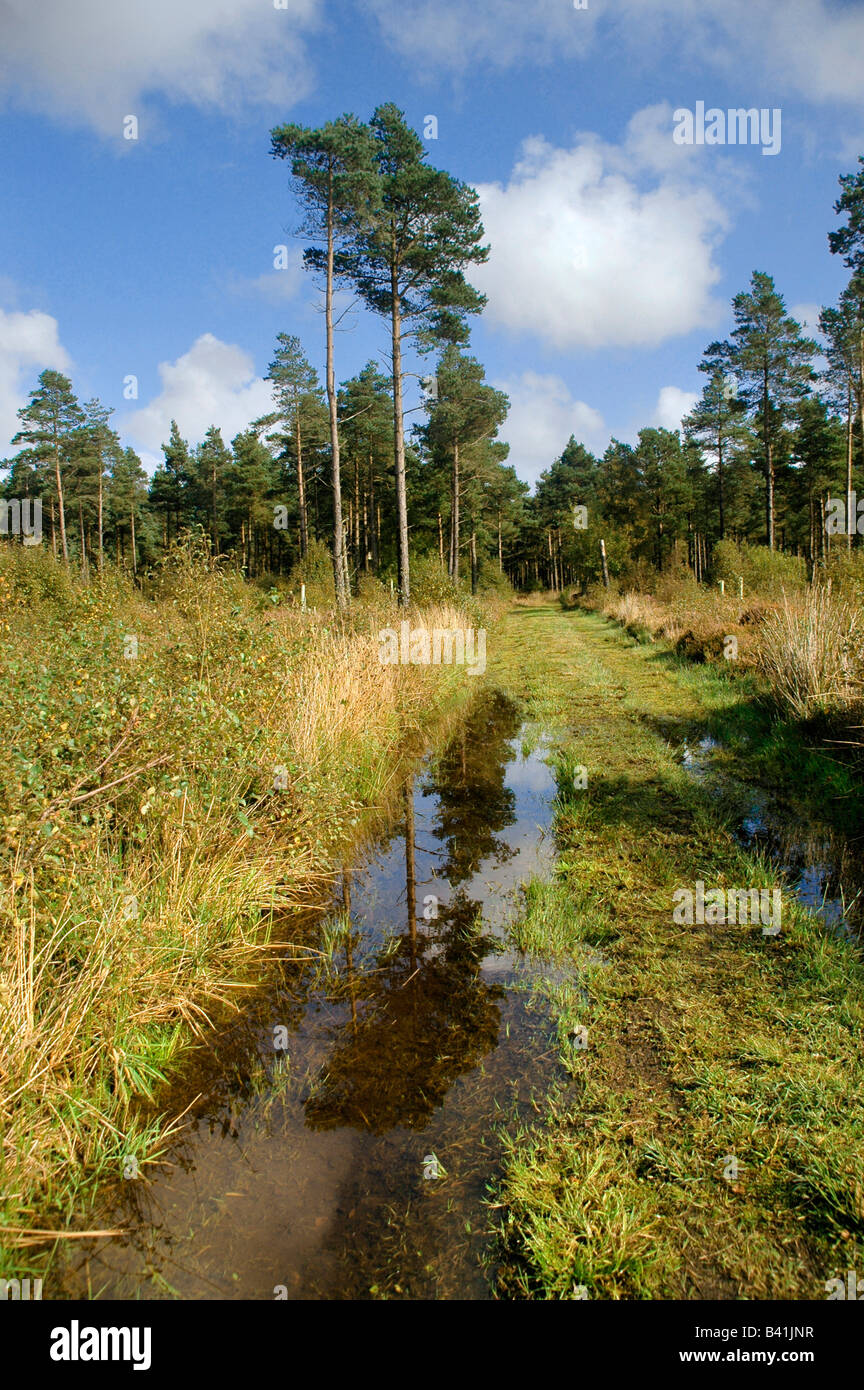 A forestry track lies under pools of water after a time of heavy rain ...