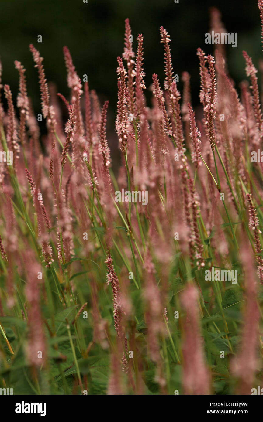 Field of tall flowers Stock Photo - Alamy