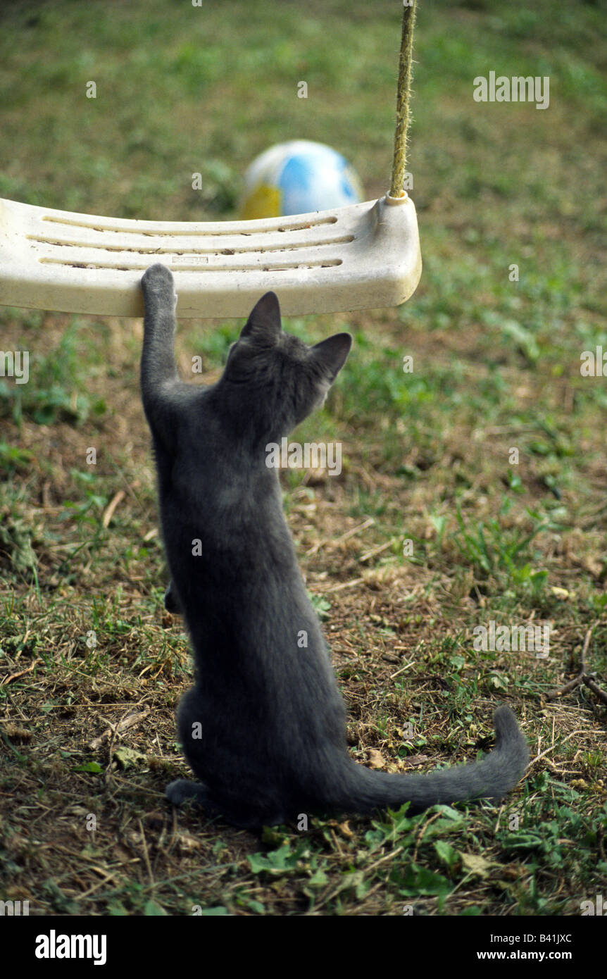 Russian blue cat at playground Stock Photo - Alamy