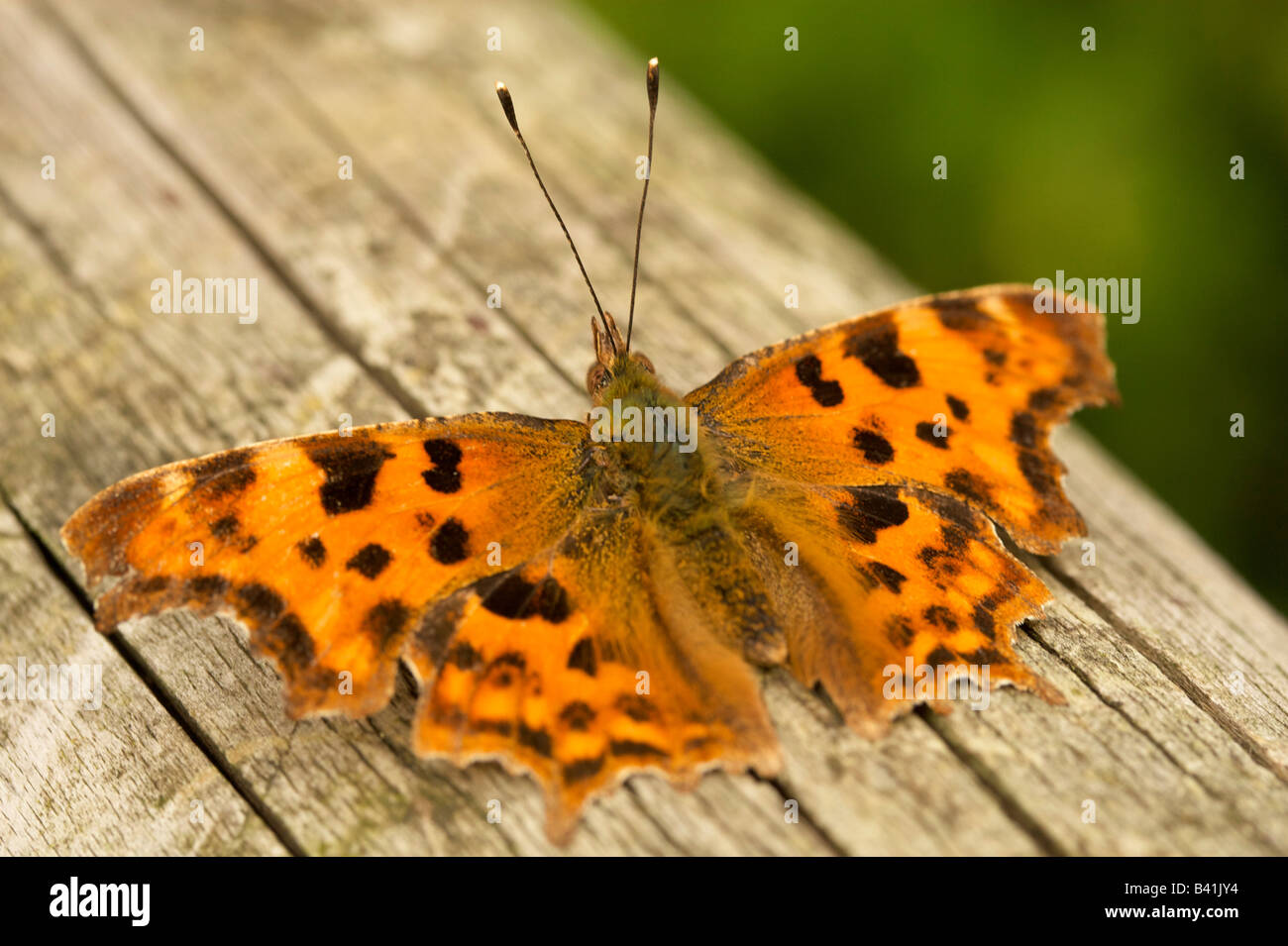 Comma butterfly at rest Stock Photo - Alamy