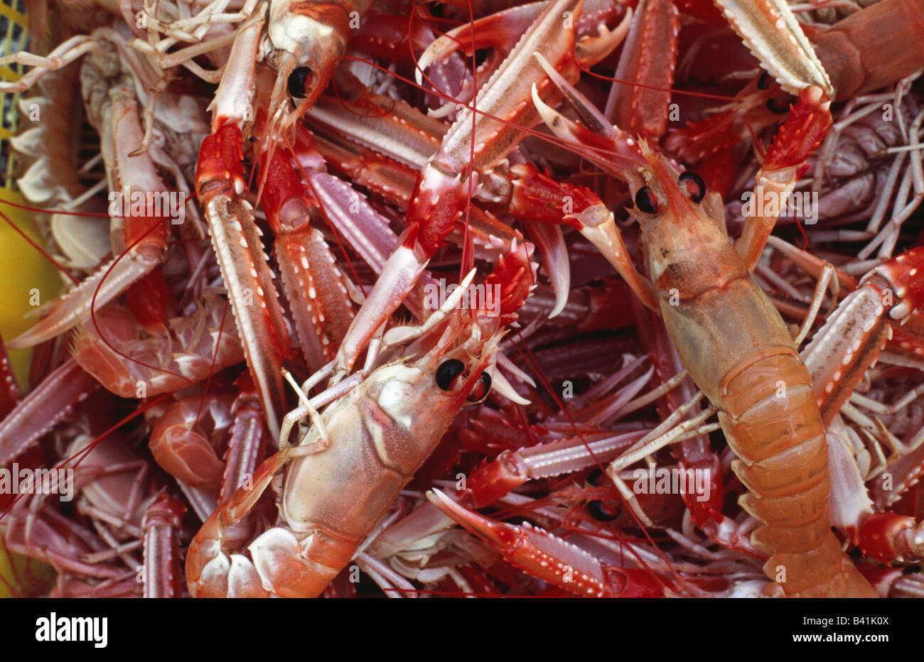Fresh scottish langoustine hi-res stock photography and images - Alamy