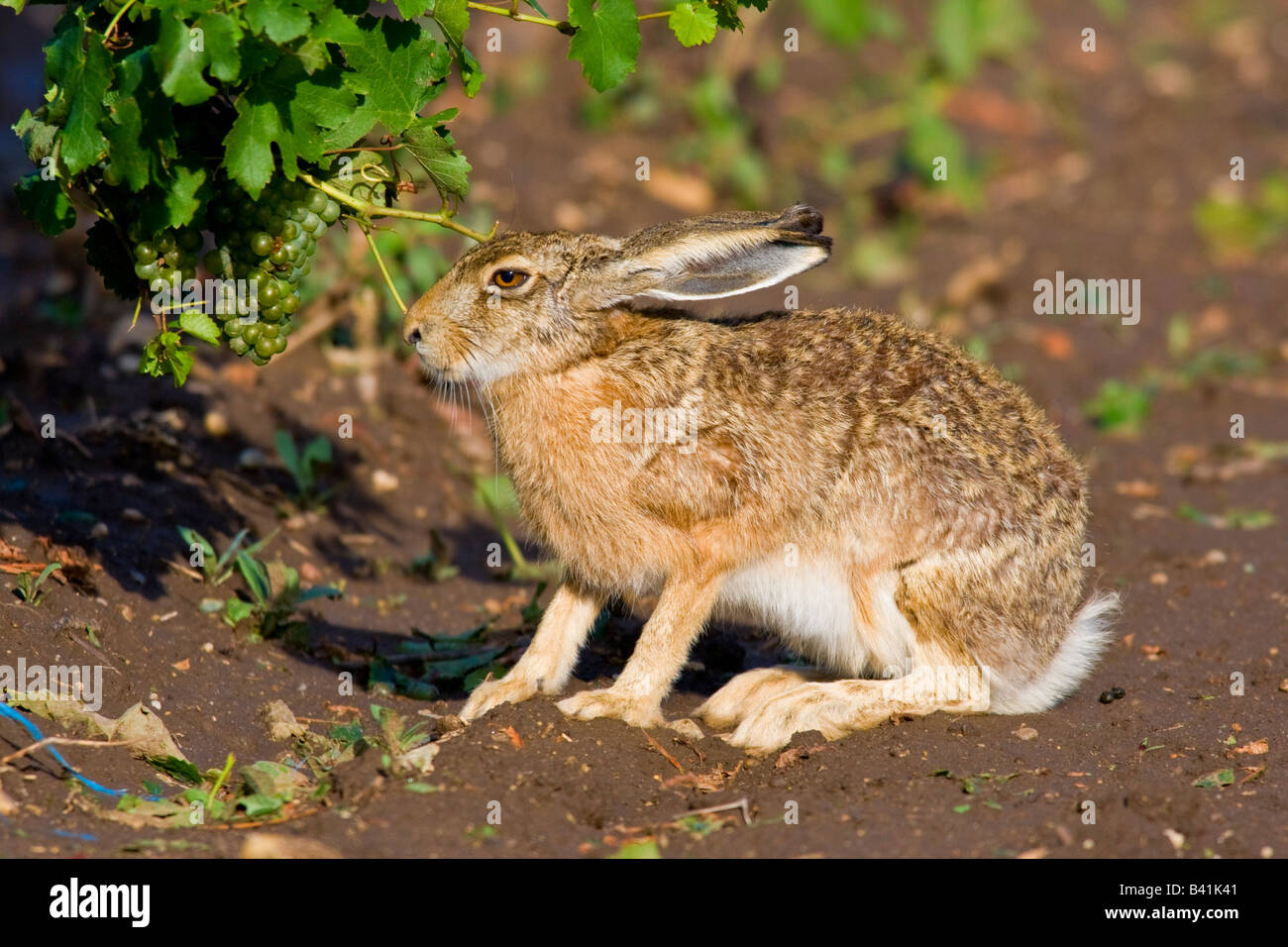 Hare feeding lepus europaeus hi-res stock photography and images - Alamy