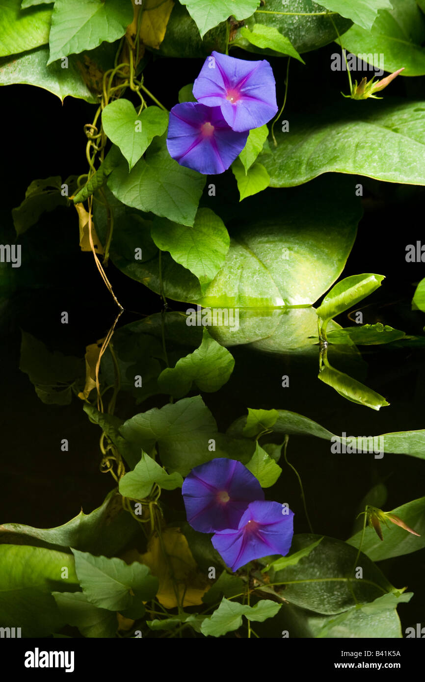 Flower reflection hi-res stock photography and images - Alamy