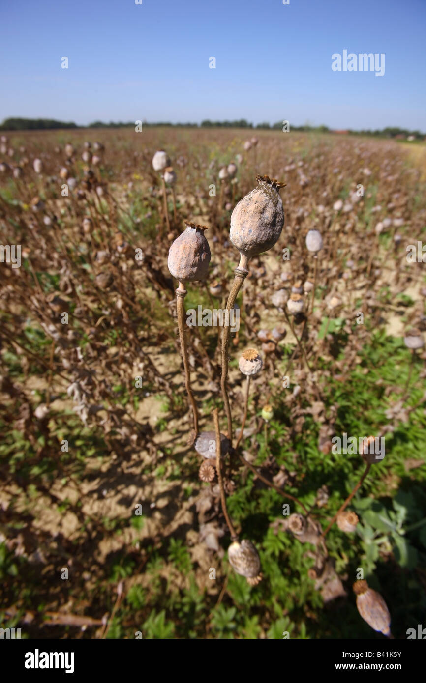 Summer poppy seed reproduction Stock Photo - Alamy