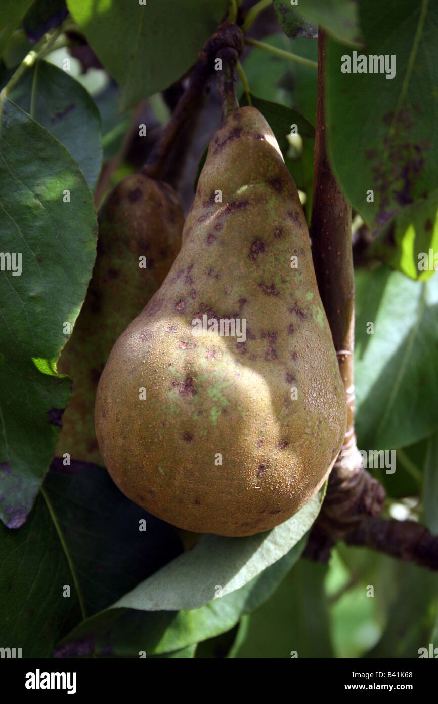 PEAR SCAB ON AN ENGLISH CONFERENCE PEAR Stock Photo - Alamy