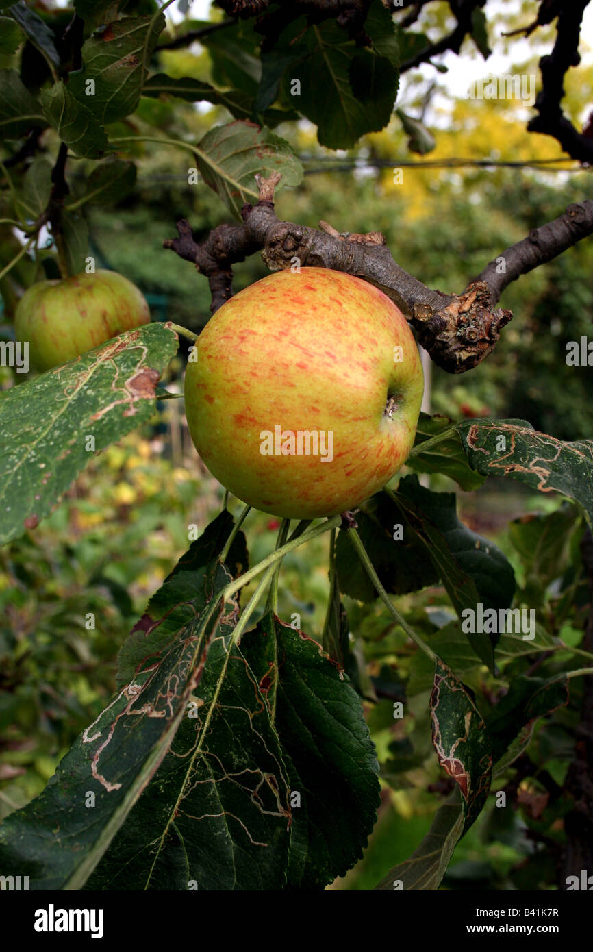 ENGLISH COX'S ORANGE PIPPIN APPLE ON THE TREE IN AUTUMN Stock Photo - Alamy