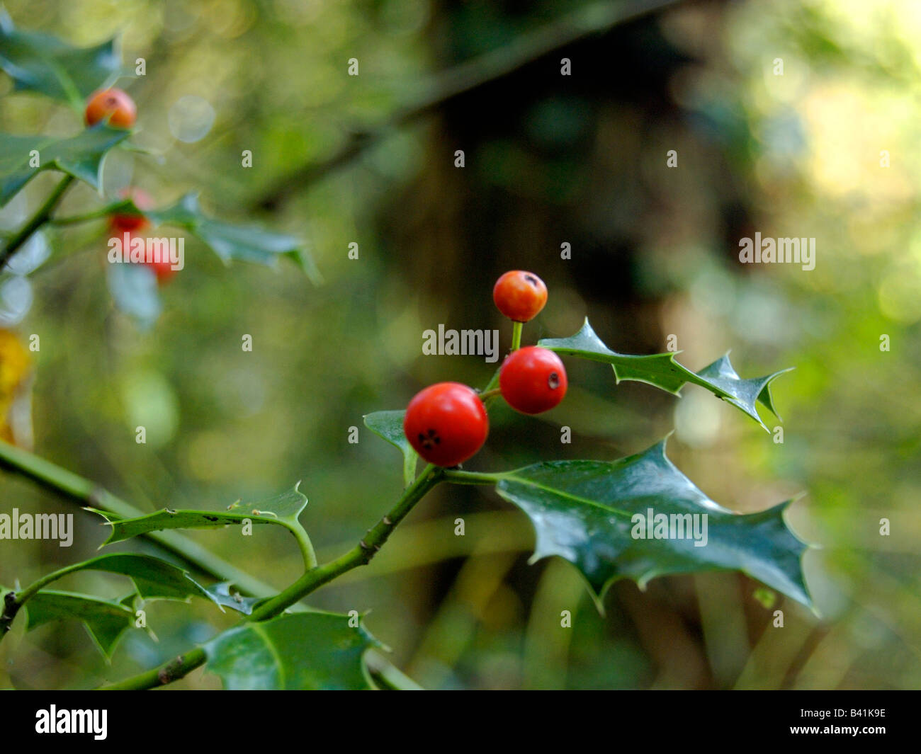 Holly and ivy hi-res stock photography and images - Alamy