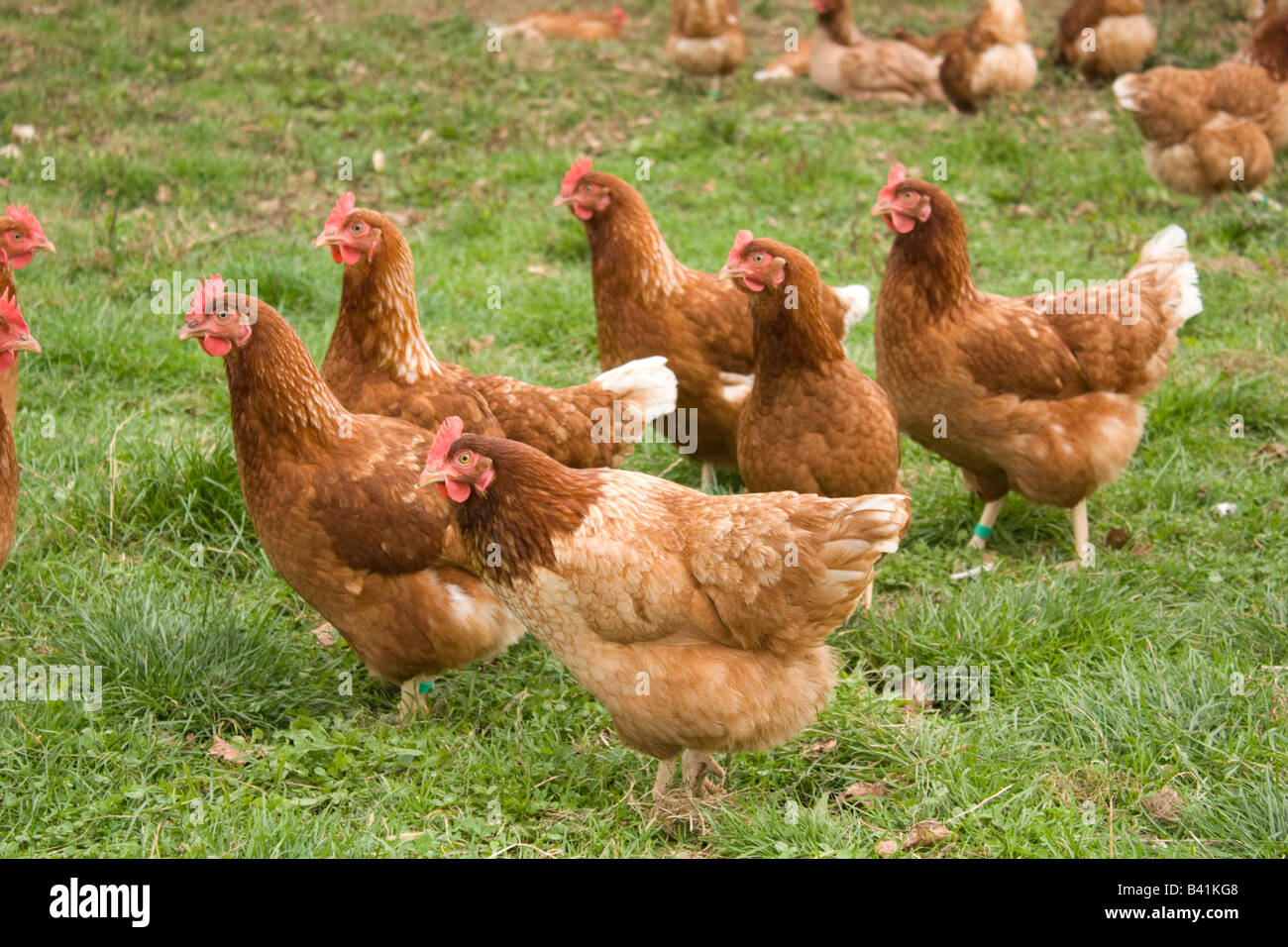 free range chickens Stock Photo - Alamy