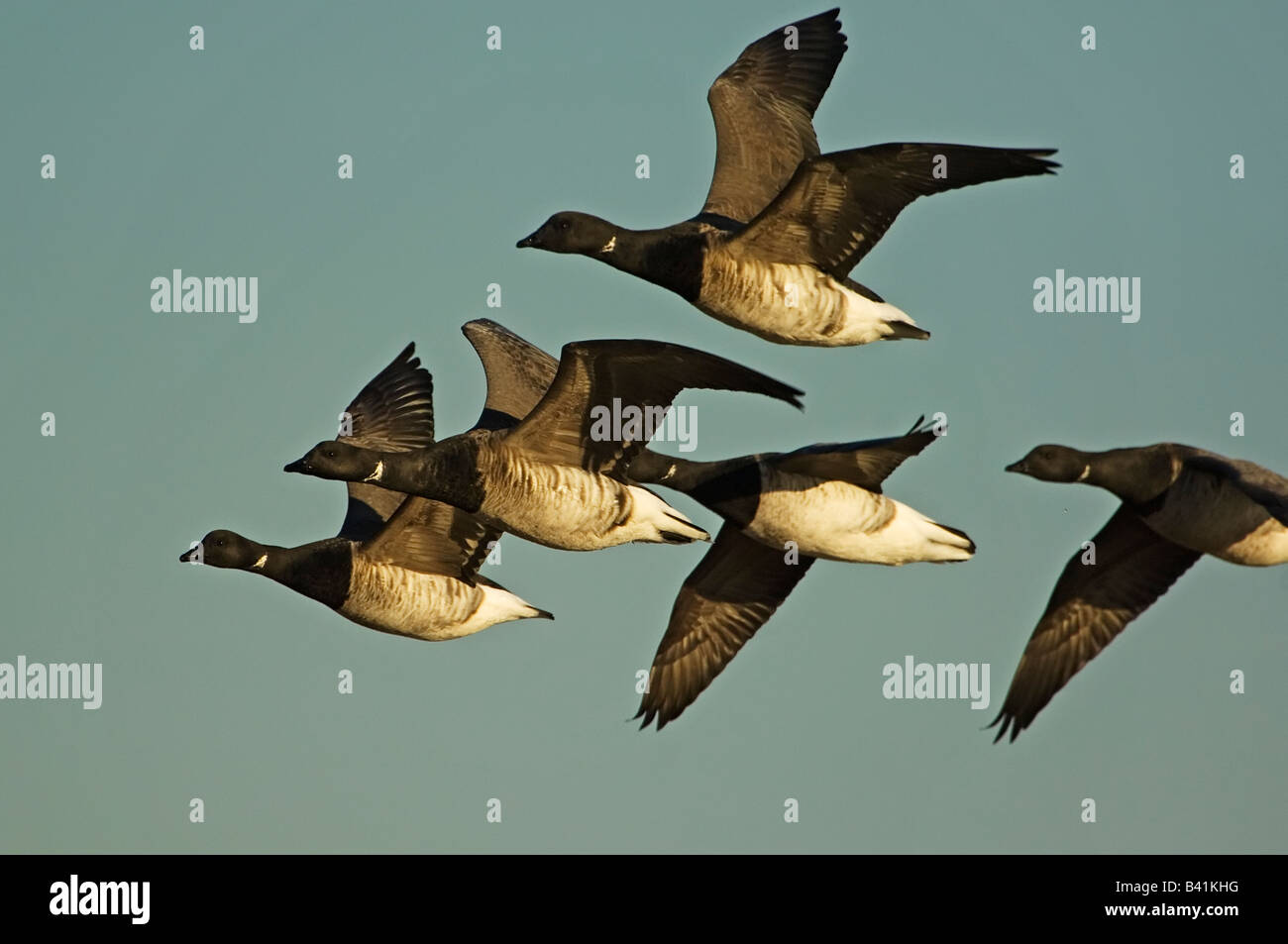 Brant geese flight Stock Photo - Alamy