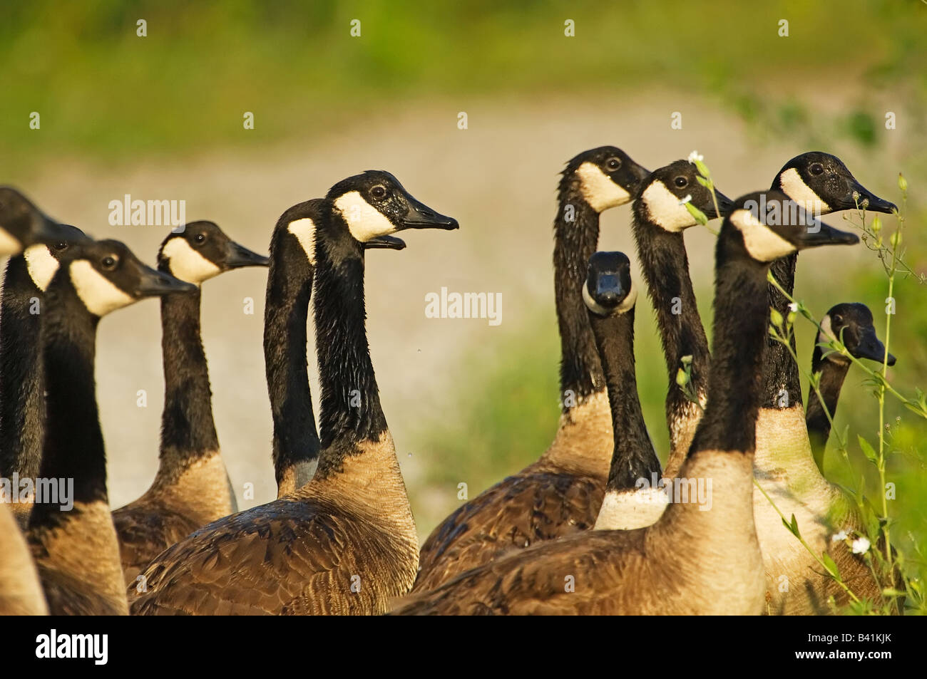 Canada geese group hi-res stock photography and images - Alamy