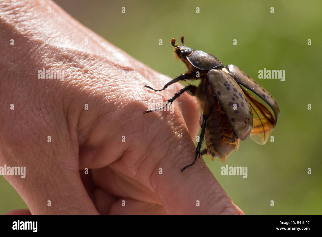Large scarab beetle High Resolution Stock Photography and Images - Alamy