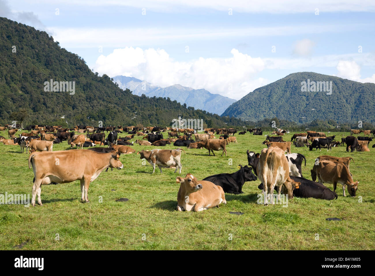 Sitting Cows High Resolution Stock Photography and Images - Alamy