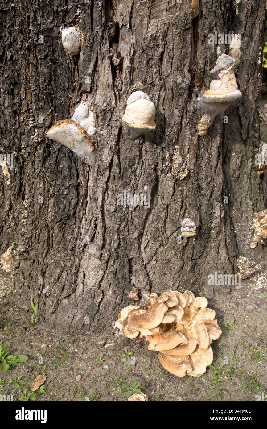 Turkey tail fungi Trametes versicolor on atree trunk Stock Photo - Alamy