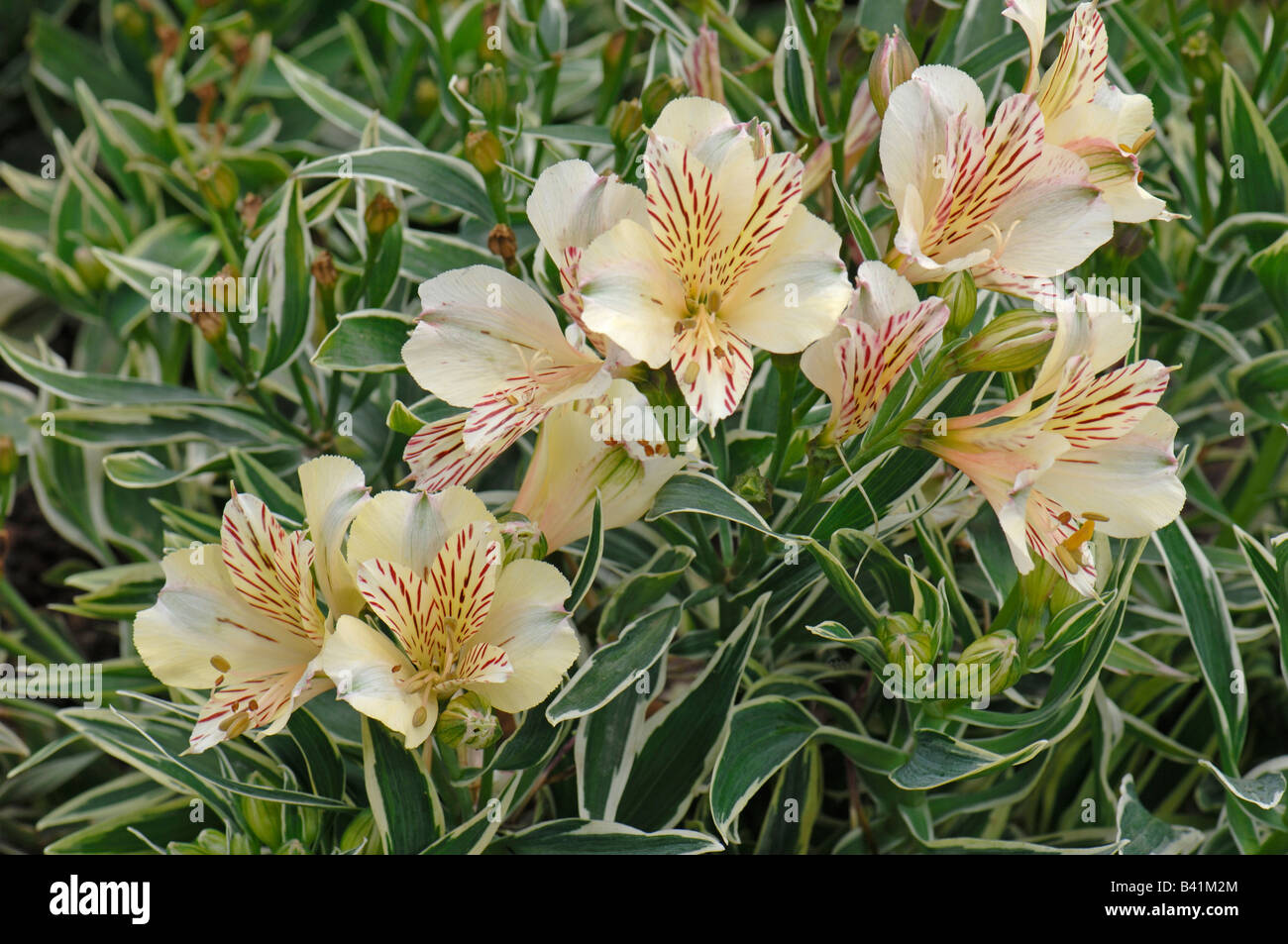 Lily of the Incas, Peruvian Lily (Alstroemeria Fabiana) flowering Stock ...