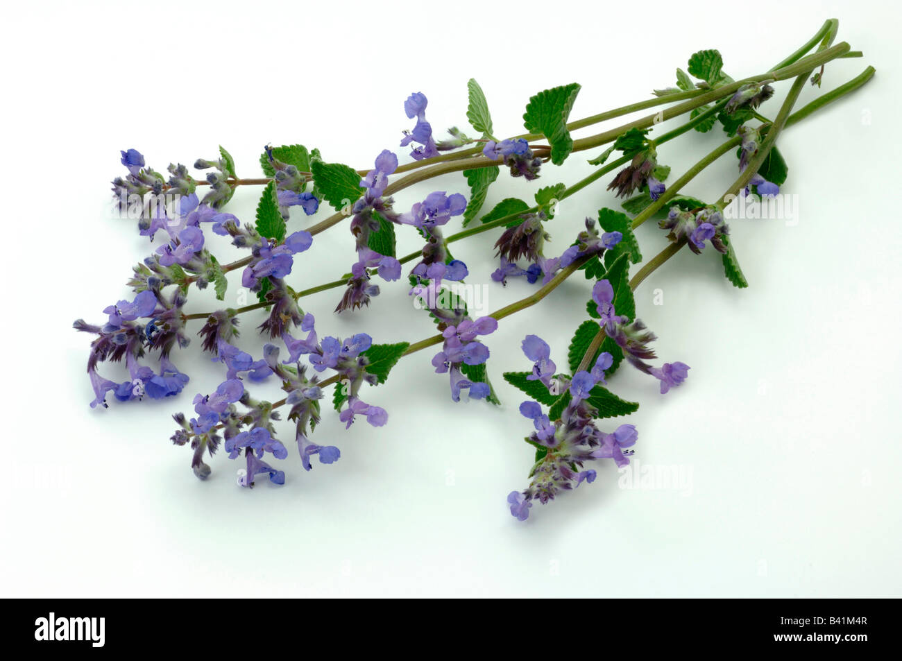Catnip Catmint (Nepeta cataria) flowering stems studio picture Stock ...
