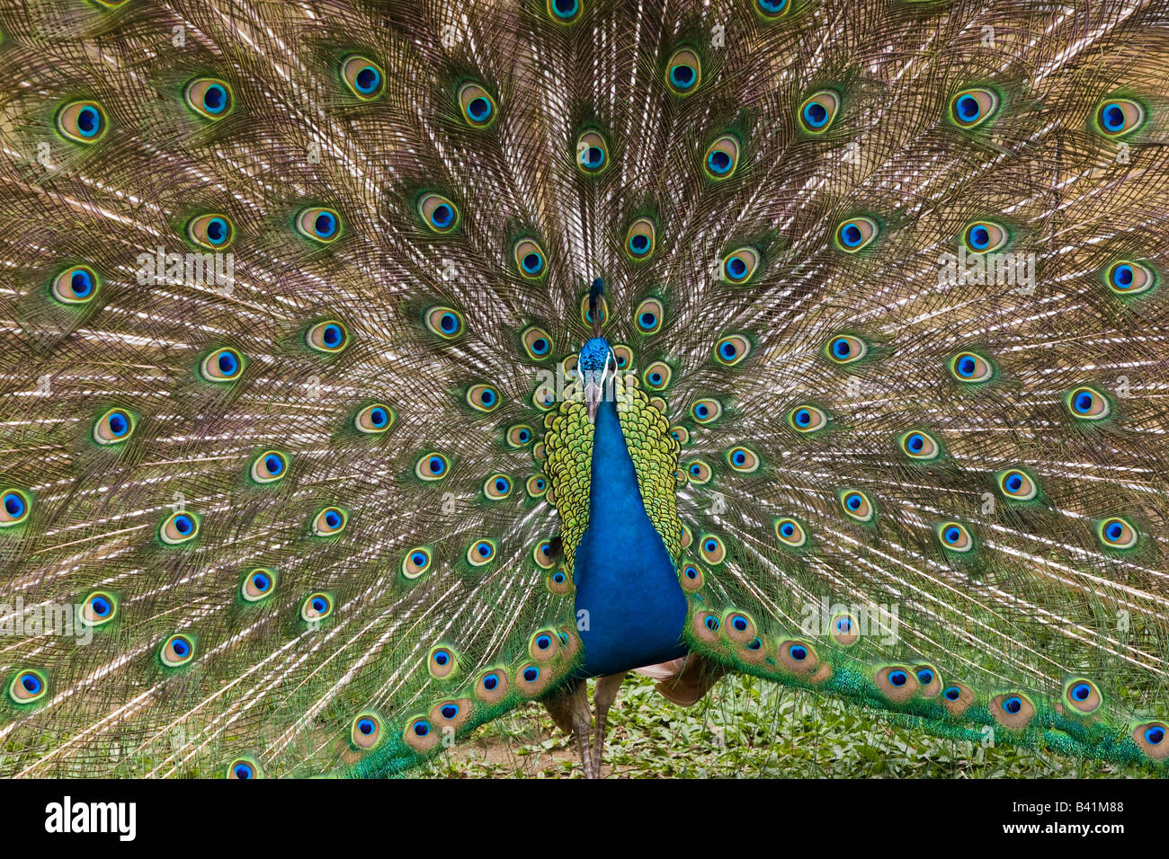 Portrait of Indian Peafowl, commonly known as a male peacock Kaohsiung ...