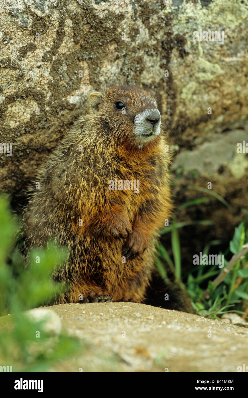 Yellow Bellied Marmot Marmota flaviventris standing upright against a ...