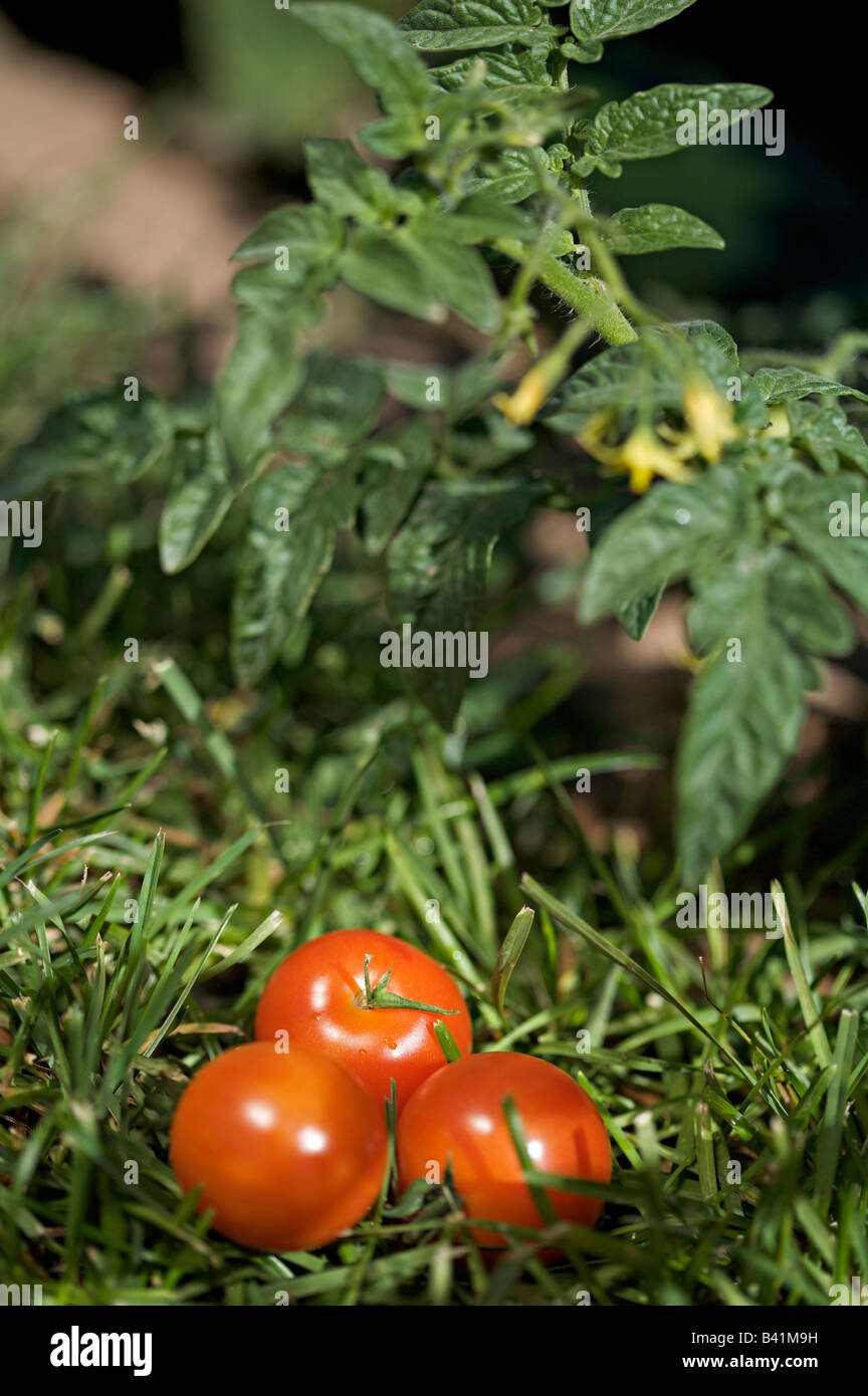 Ripe cherry tomatoes Stock Photo - Alamy