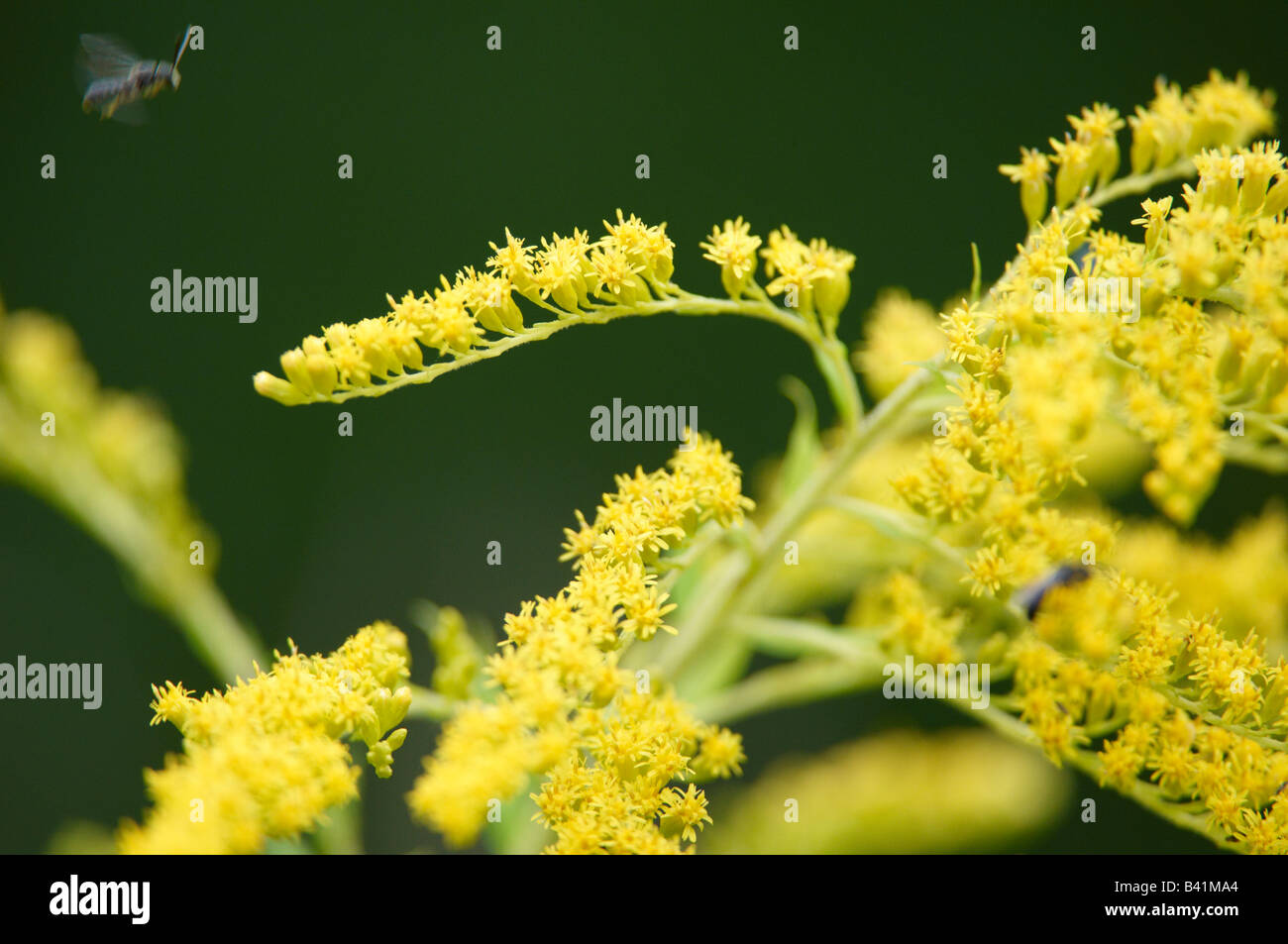 GoldenRod plant in nature reserve with fly flying towards flowers to ...