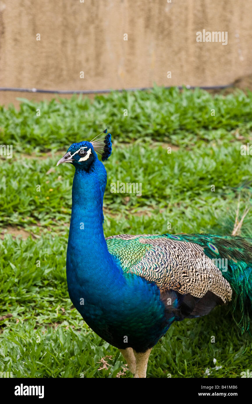Portrait of Indian Peafowl, commonly known as a male peacock Kaohsiung ...